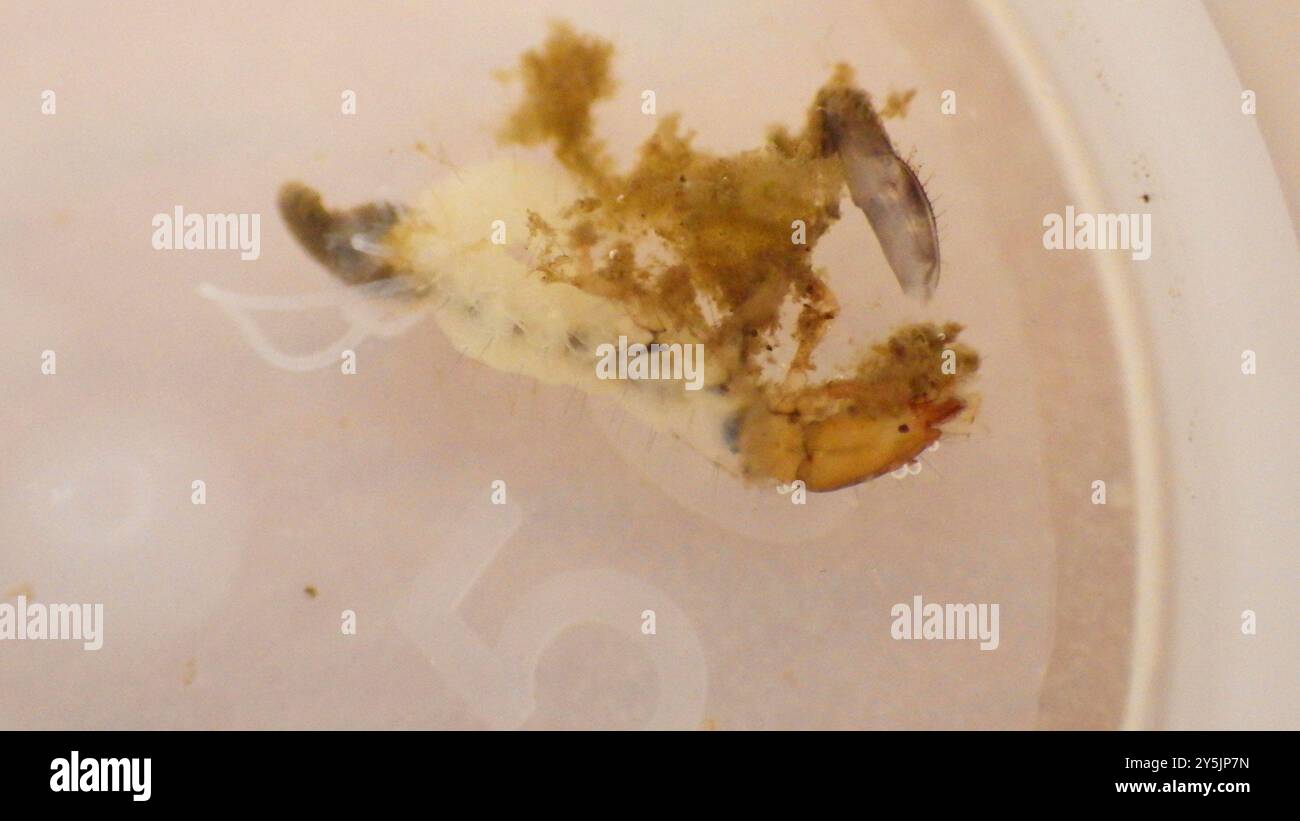 Little Black Caddisflies (Chimarra) Insecta Stock Photo - Alamy