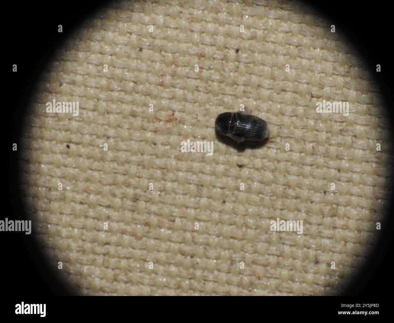 Small Dung Beetles (Aphodiinae) Insecta Stock Photo - Alamy