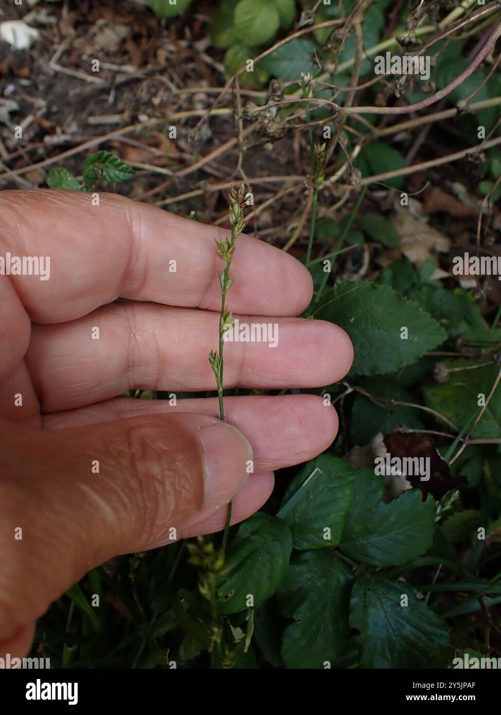 Grey Sedge (Carex divulsa) Plantae Stock Photo - Alamy