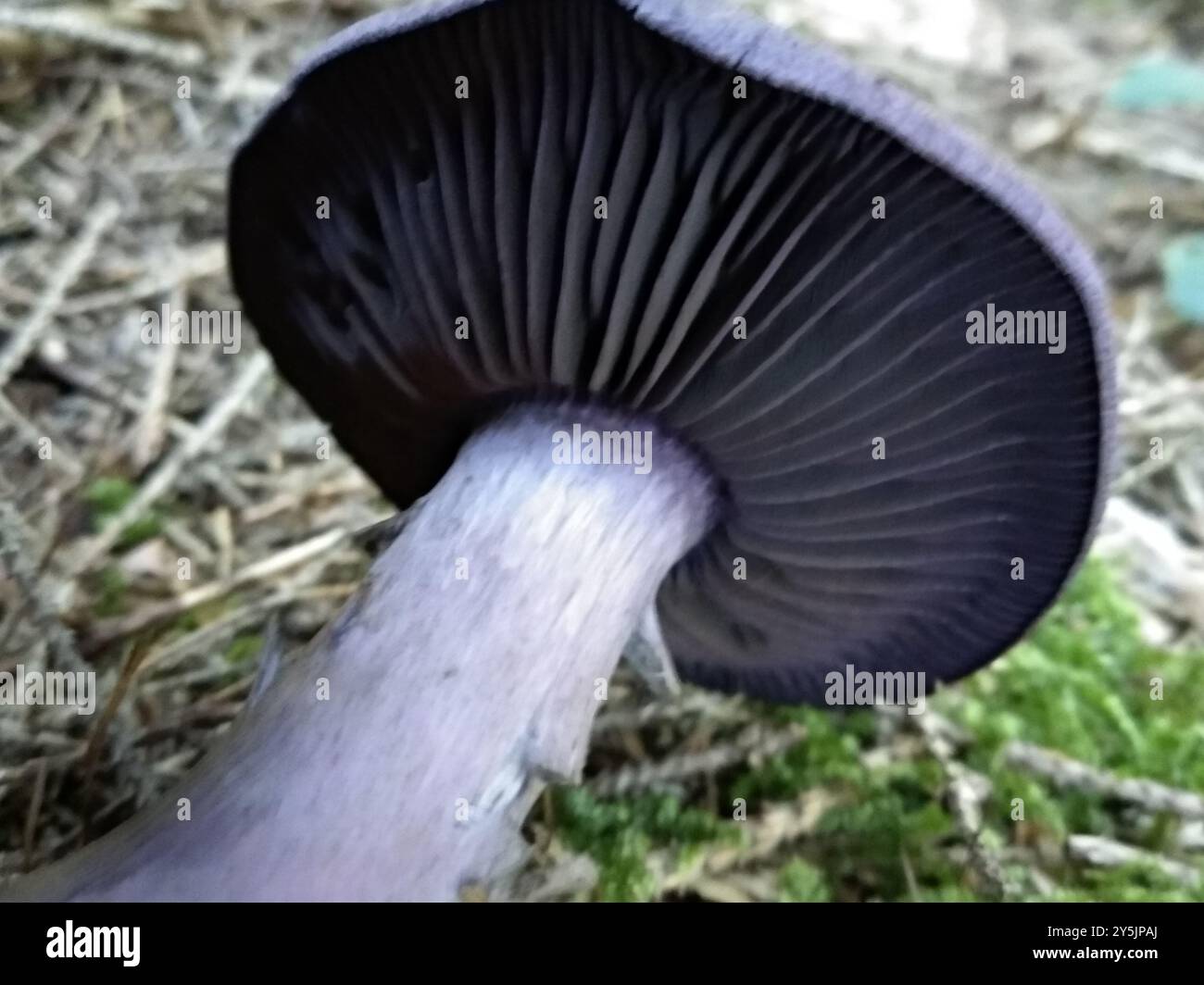 violet webcap (Cortinarius violaceus) Fungi Stock Photo - Alamy