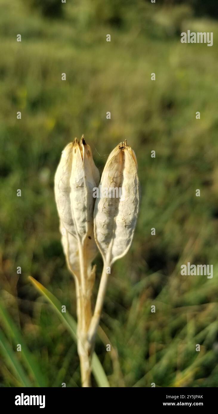 western blue flag (Iris missouriensis) Plantae Stock Photo - Alamy