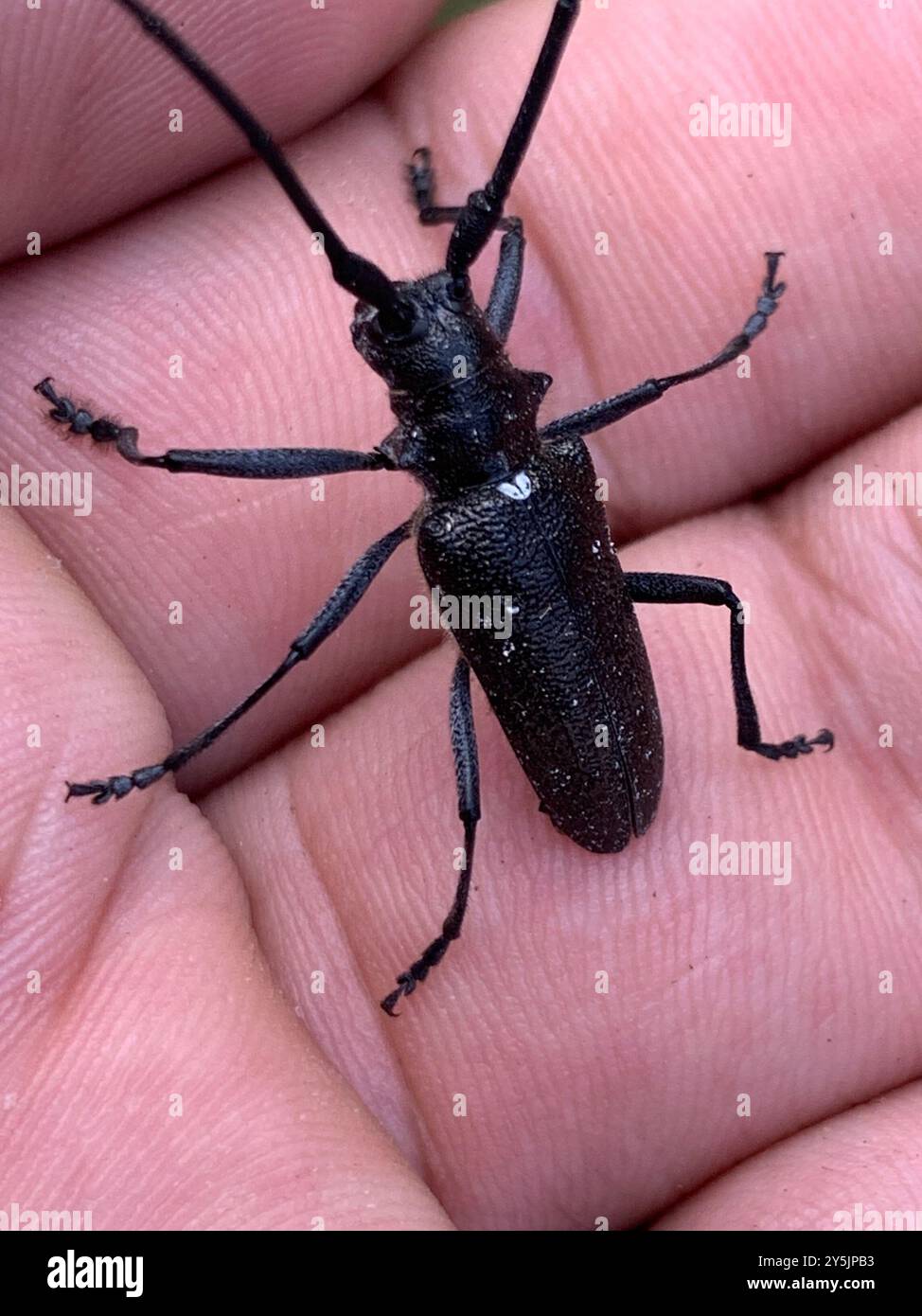 White-spotted Sawyer (Monochamus scutellatus) Insecta Stock Photo - Alamy