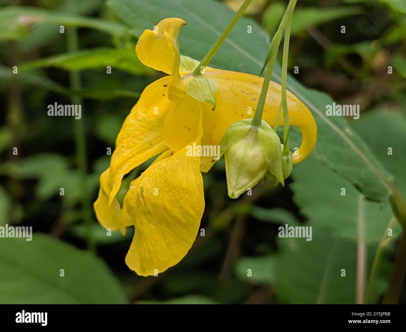Touch-me-not Balsam (Impatiens noli-tangere) Plantae Stock Photo - Alamy