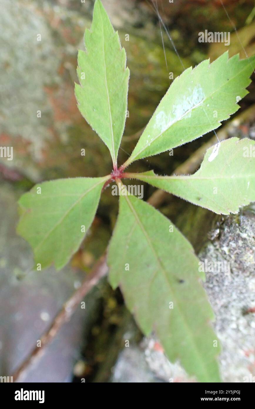 thicket creeper (Parthenocissus inserta) Plantae Stock Photo - Alamy