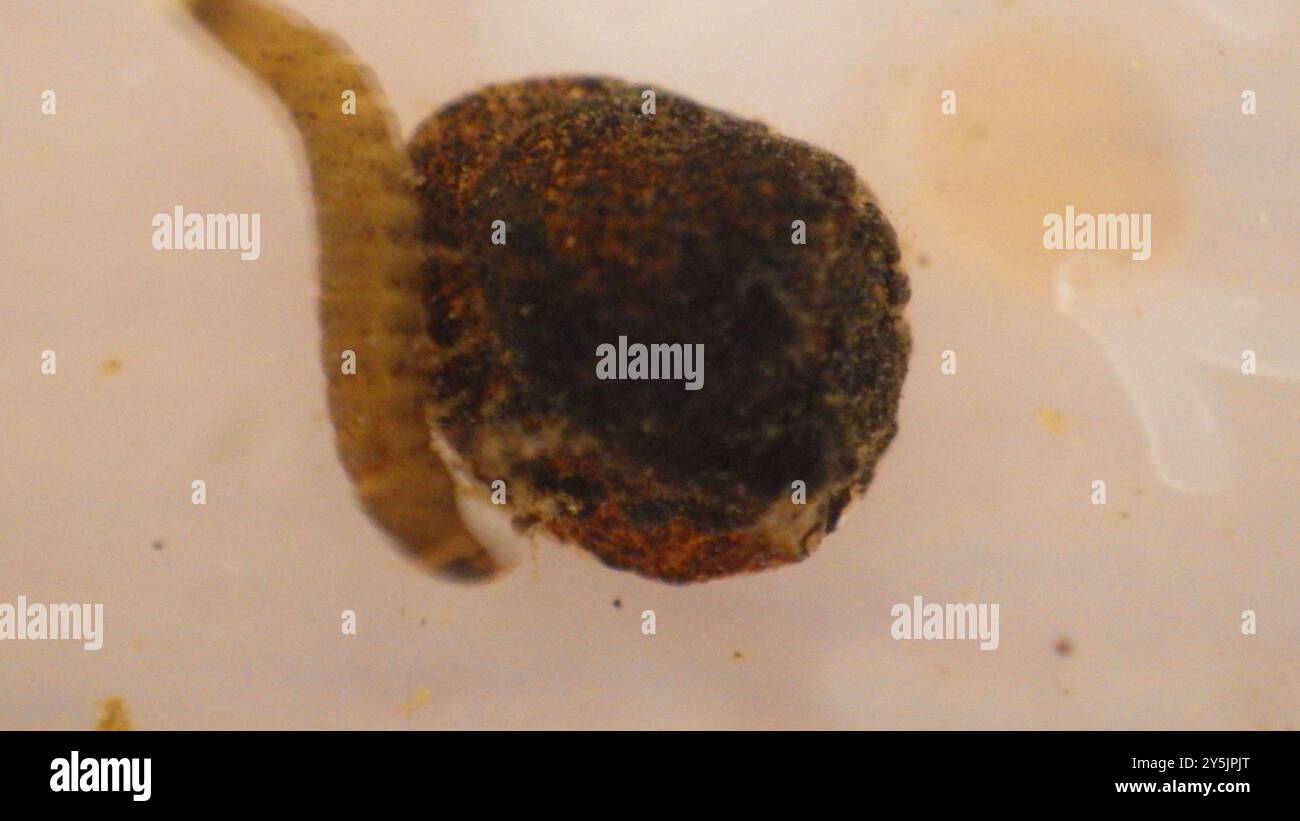 Pea Clams (Sphaeriidae) Mollusca Stock Photo - Alamy