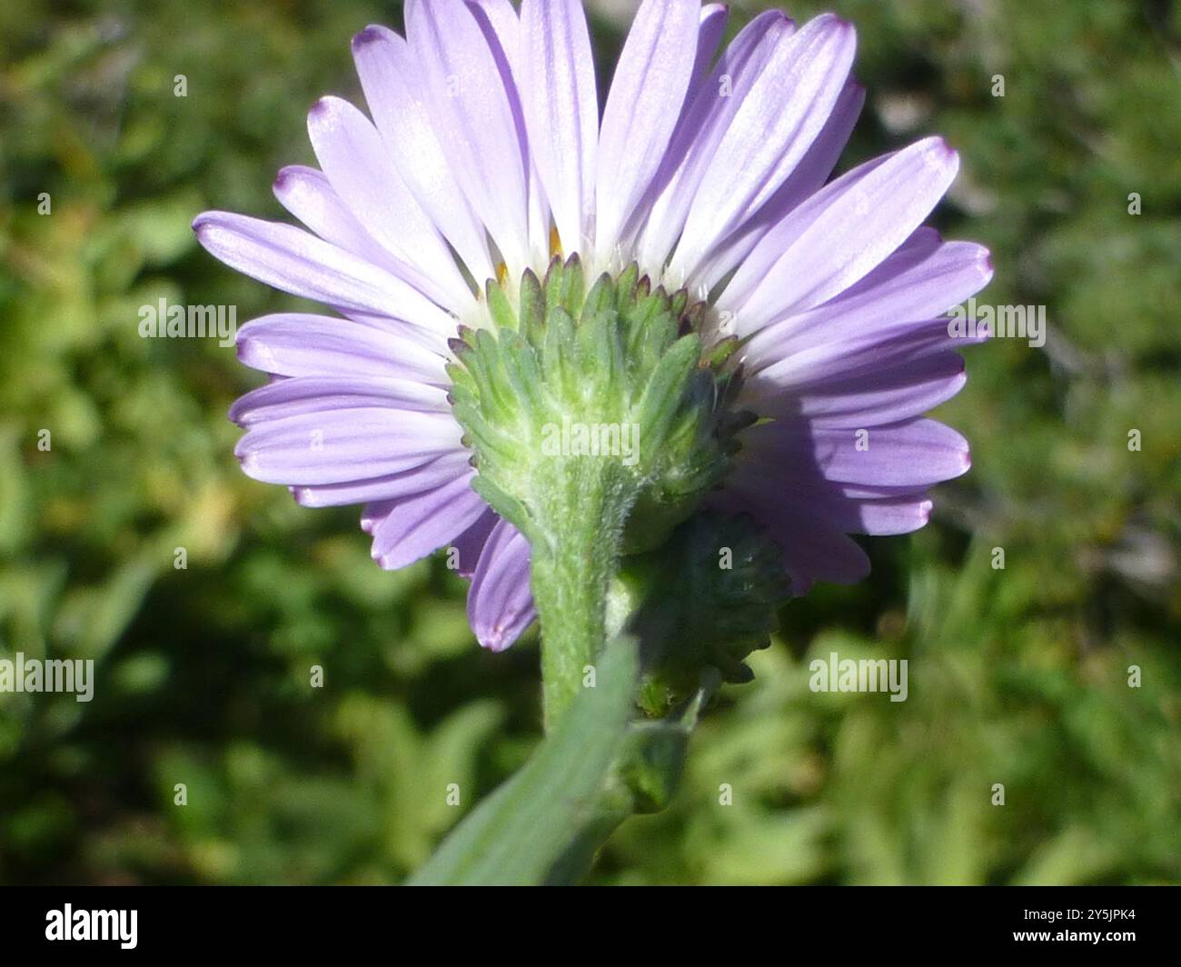 Subalpine Fleabane (Erigeron glacialis) Plantae Stock Photo - Alamy