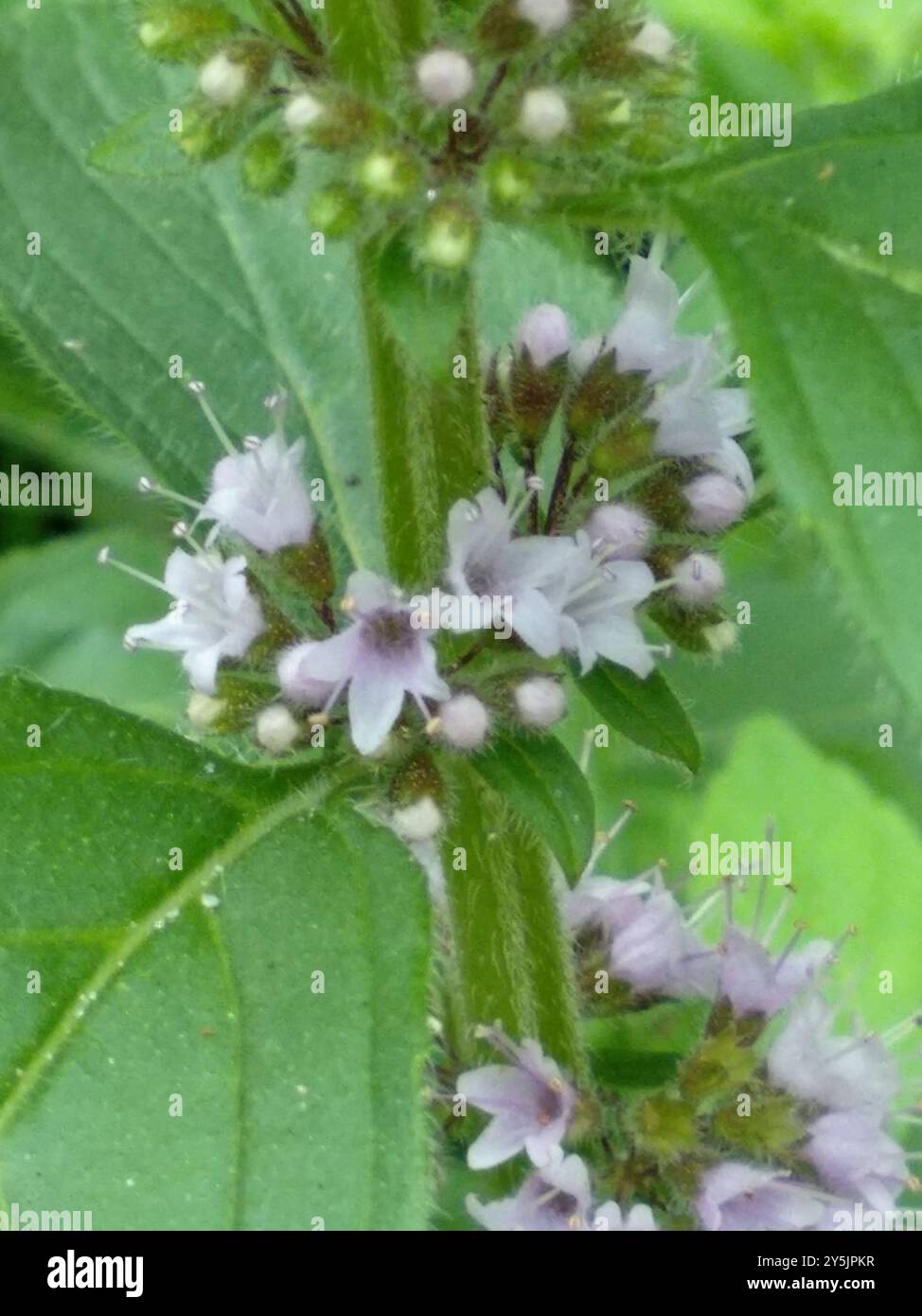 corn mint (Mentha arvensis) Plantae Stock Photo - Alamy