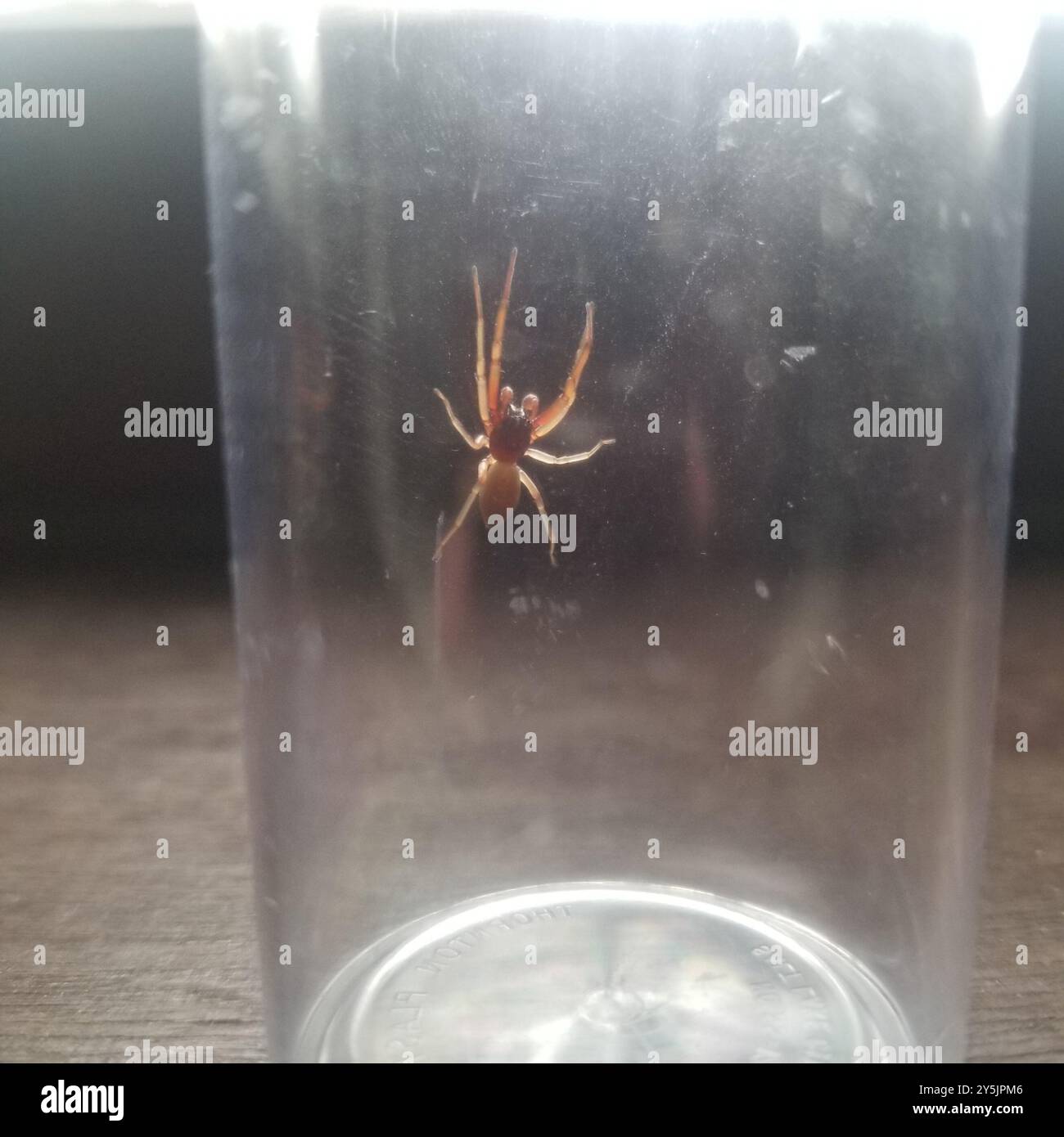 Broad-faced Sac Spider (Trachelas tranquillus) Arachnida Stock Photo ...