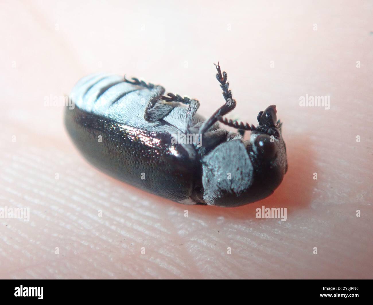 (Coscinoptera terebellum) Insecta Stock Photo - Alamy