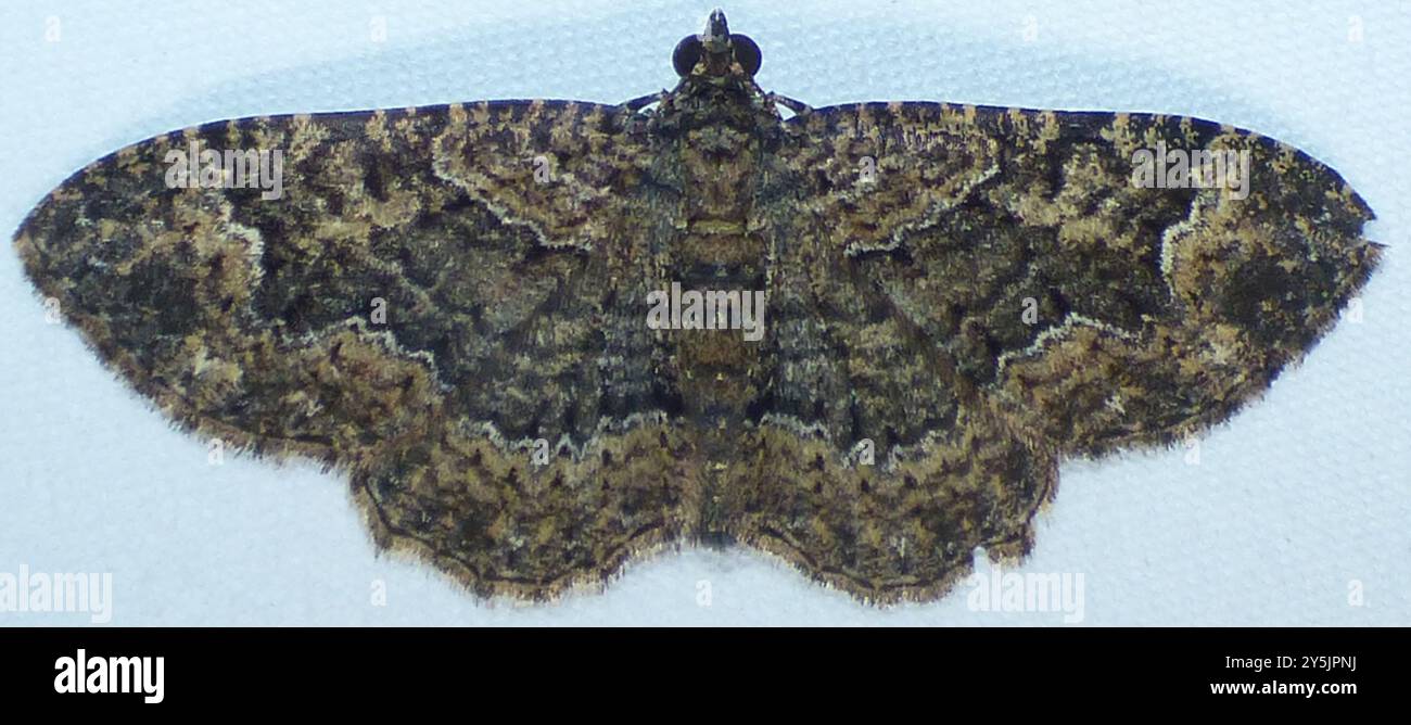 Somber Carpet Moth (Disclisioprocta stellata) Insecta Stock Photo - Alamy