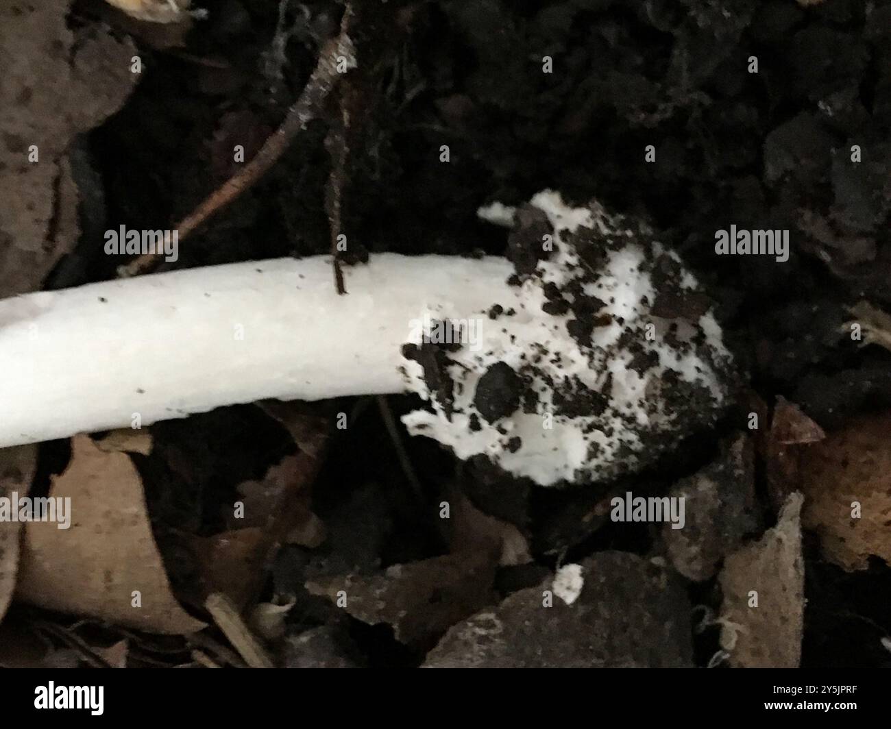 Hated Caesar (Amanita spreta) Fungi Stock Photo - Alamy