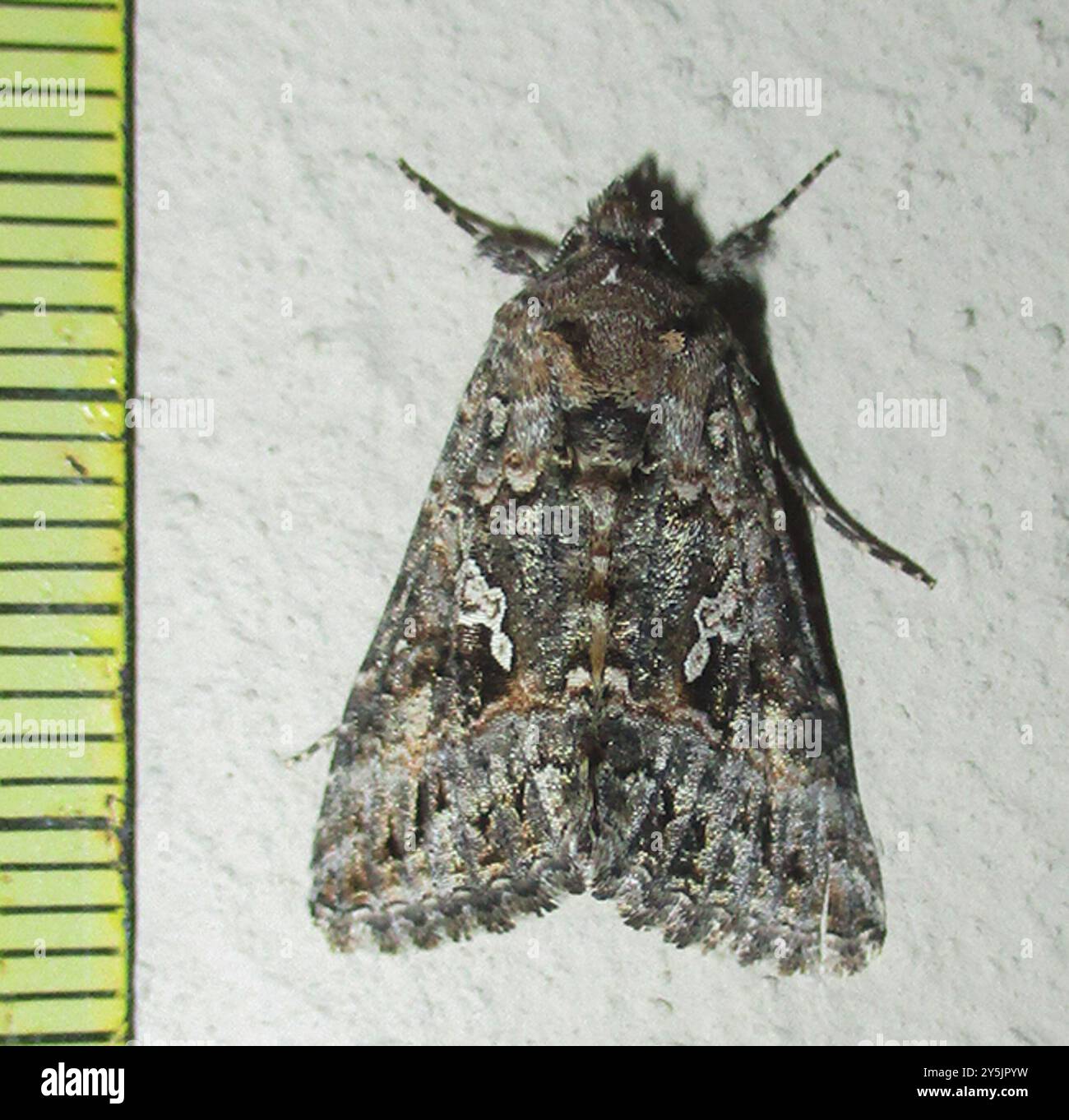 Plusiine Looper Moths (Plusiinae) Insecta Stock Photo - Alamy