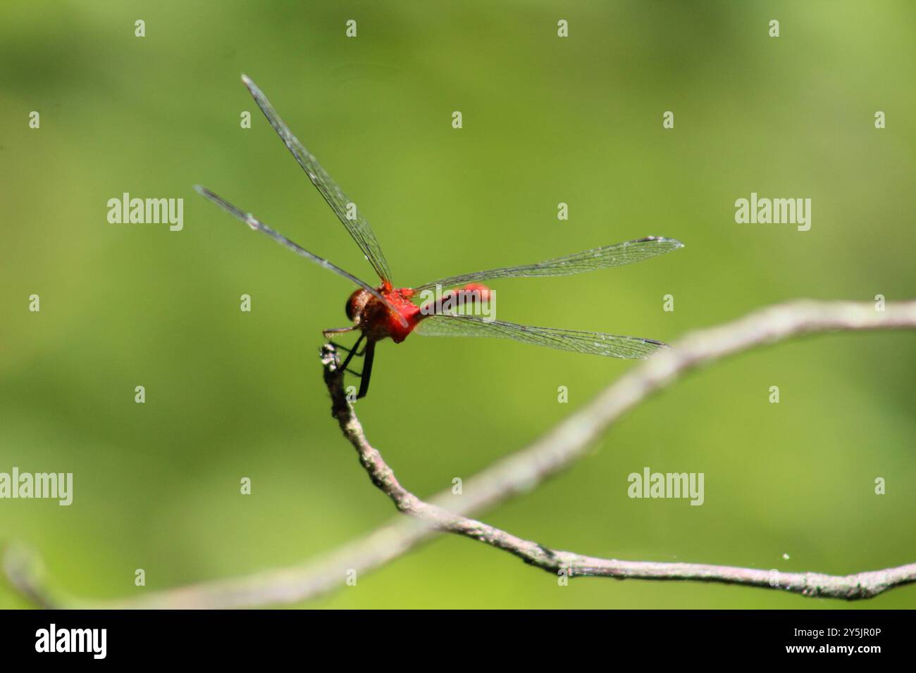 Ruby Meadowhawk (Sympetrum rubicundulum) Insecta Stock Photo - Alamy