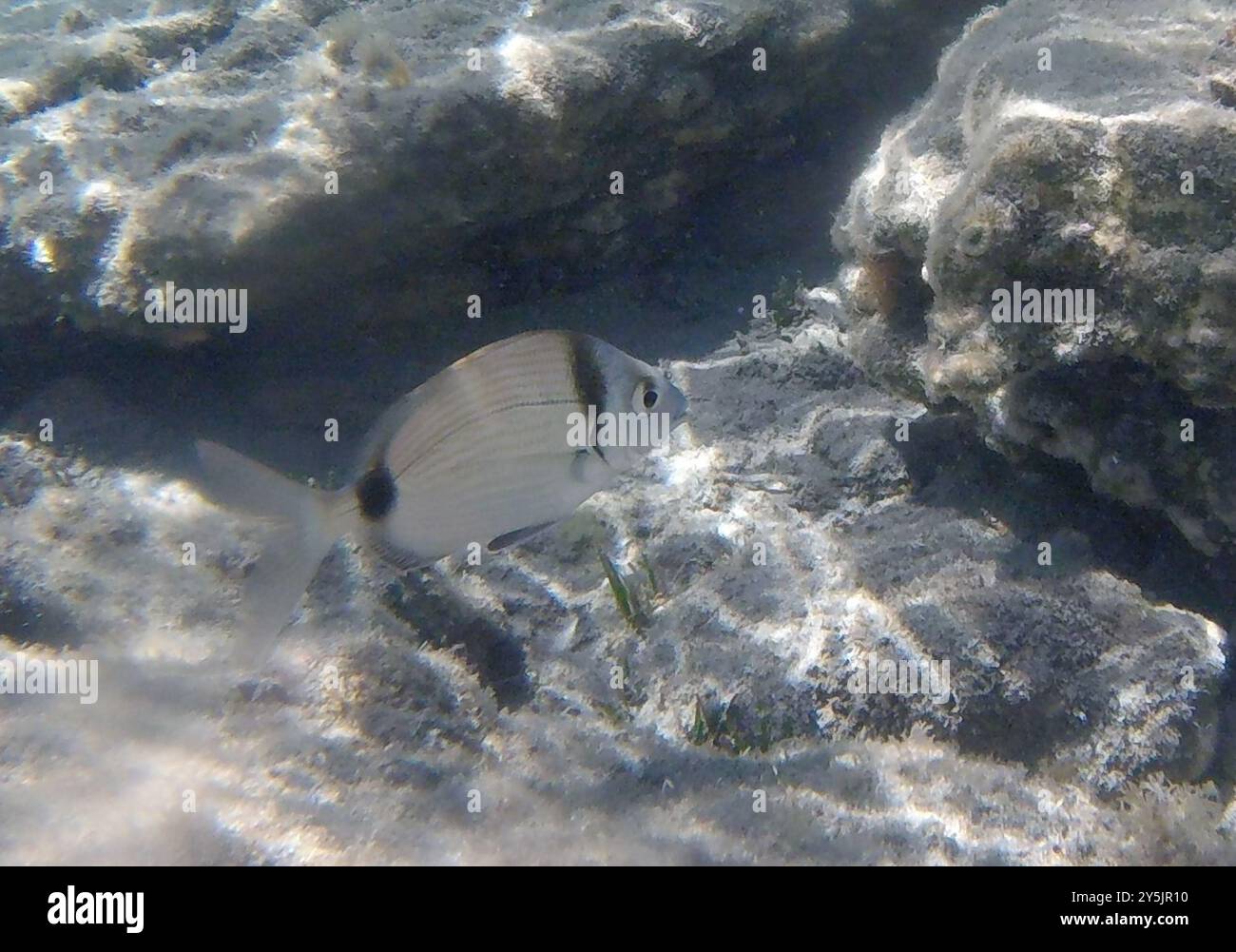 Common Two-banded Seabream (Diplodus vulgaris) Actinopterygii Stock ...