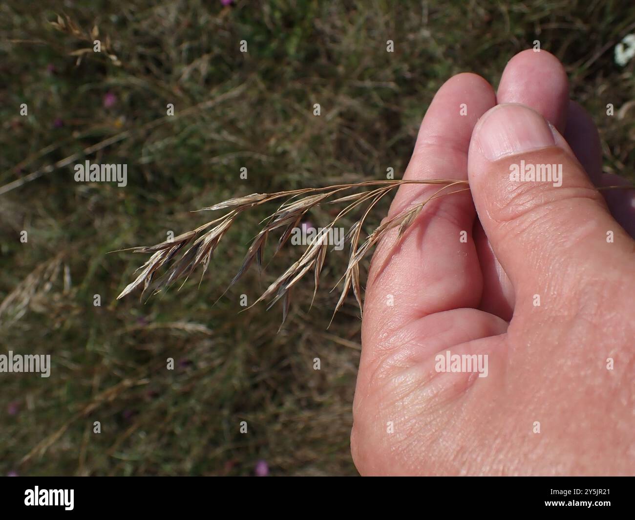 Upright Brome (Bromus erectus) Plantae Stock Photo - Alamy
