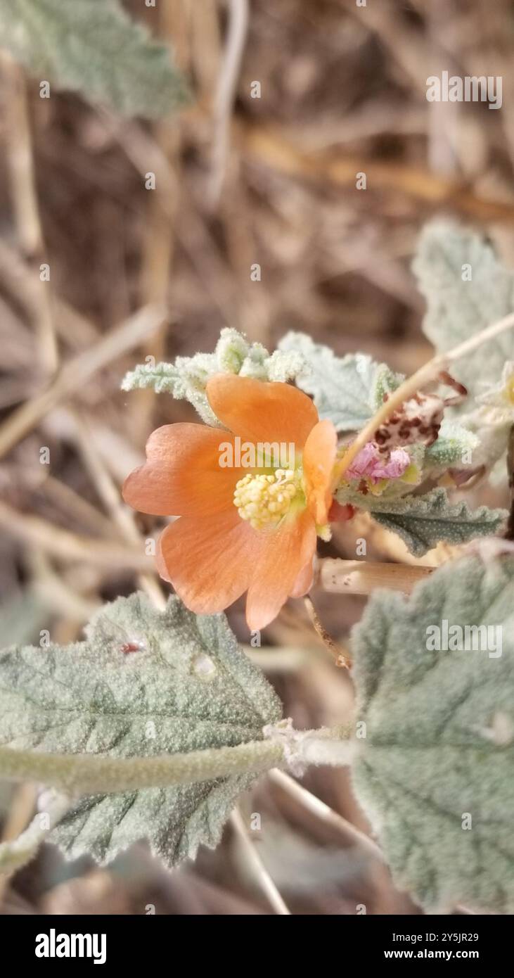 narrowleaf globemallow (Sphaeralcea angustifolia) Plantae Stock Photo ...