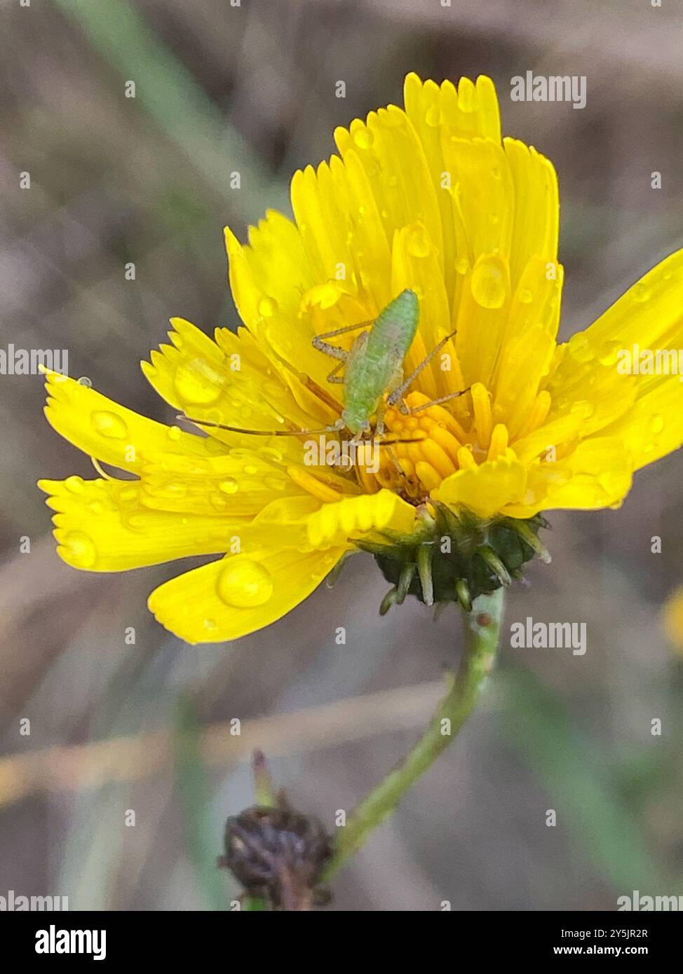 Potato Mirid (Closterotomus norwegicus) Insecta Stock Photo - Alamy