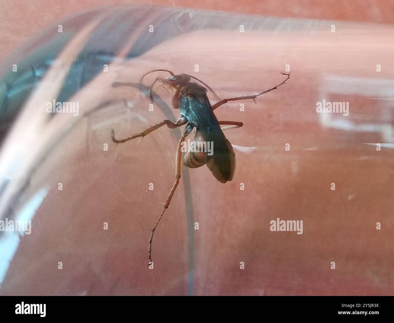 Rusty Spider Wasp (Tachypompilus ferrugineus) Insecta Stock Photo - Alamy
