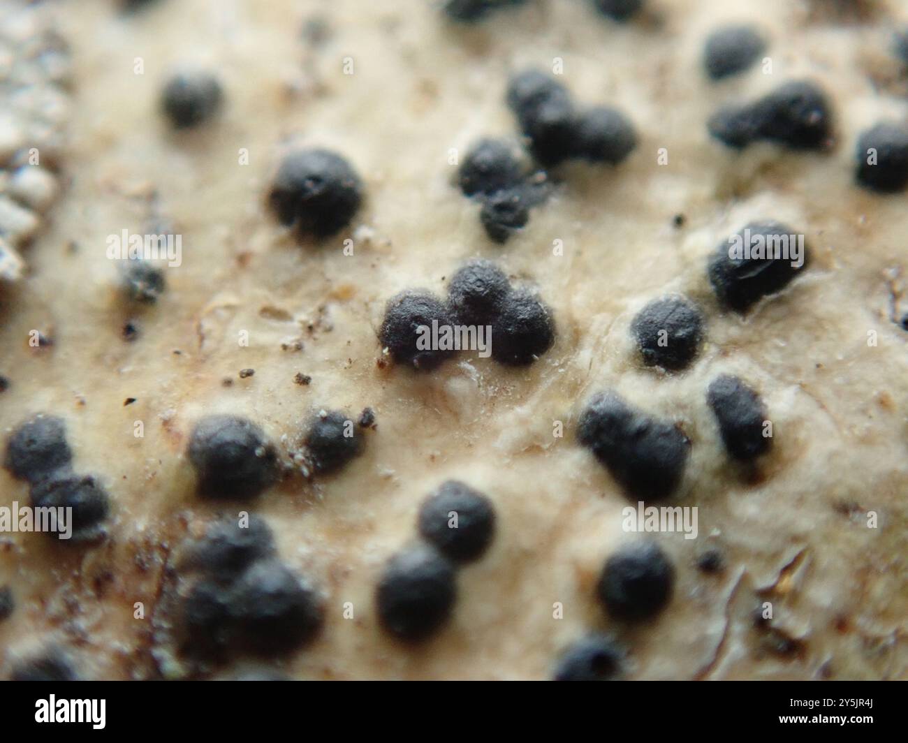 (Pyrenula occidentalis) Fungi Stock Photo - Alamy