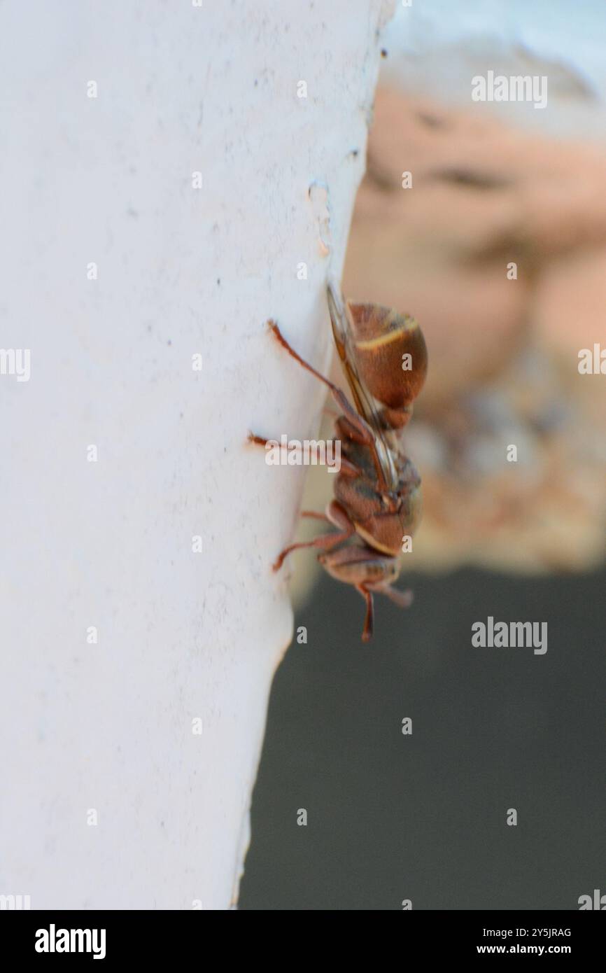 Small Paper Wasps (Ropalidia) Insecta Stock Photo - Alamy