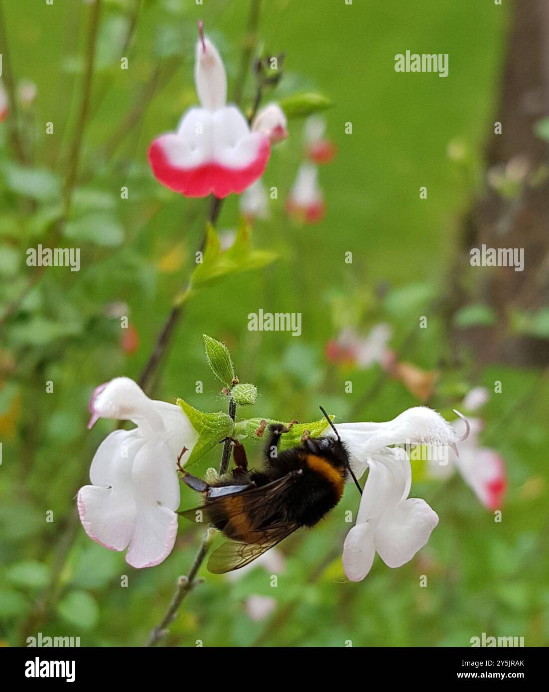 Buff-tailed Bumble Bee (Bombus terrestris) Insecta Stock Photo - Alamy