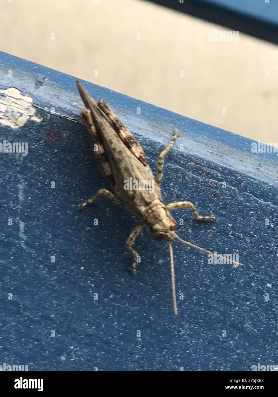 Pine tree Spur-throat Grasshopper (Melanoplus punctulatus) Insecta ...
