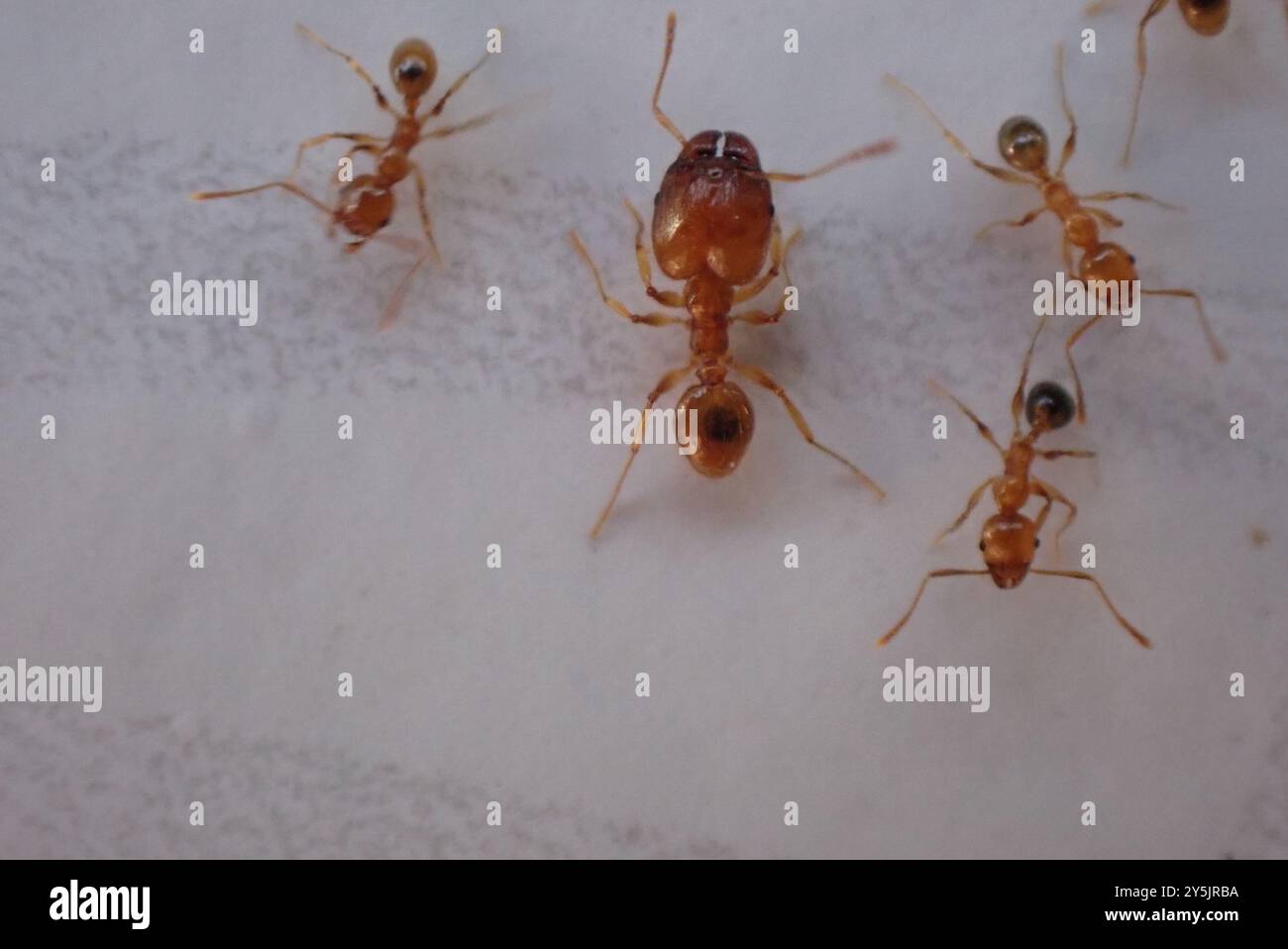 Big-headed Ants (Pheidole) Insecta Stock Photo - Alamy