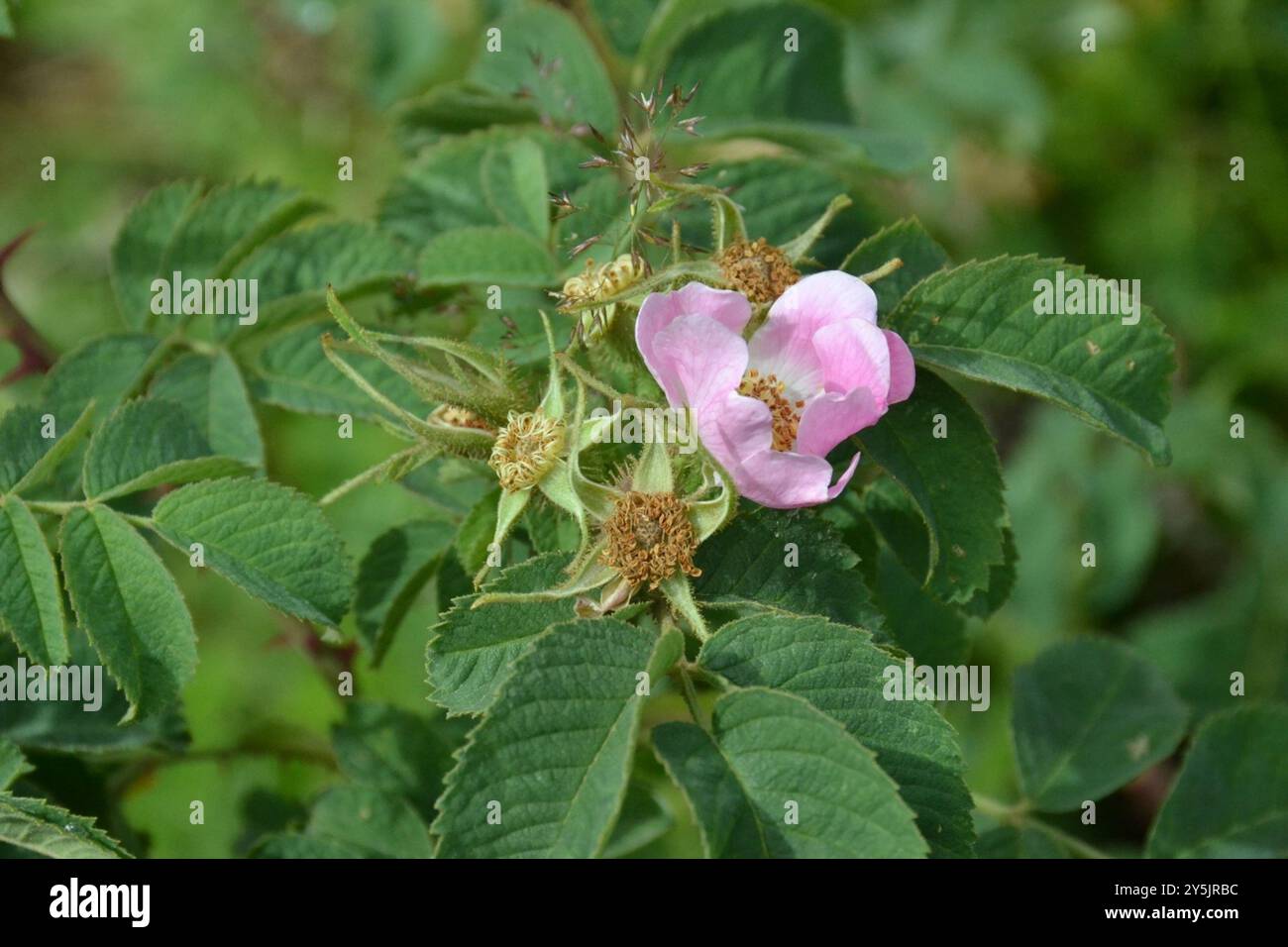 Apple Rose (Rosa villosa) Plantae Stock Photo - Alamy