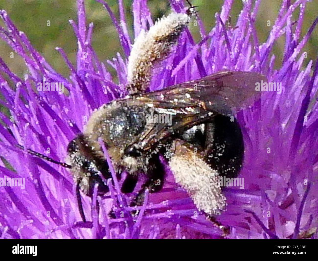 Eastern Thistle Longhorn Bee (Melissodes desponsus) Insecta Stock Photo ...