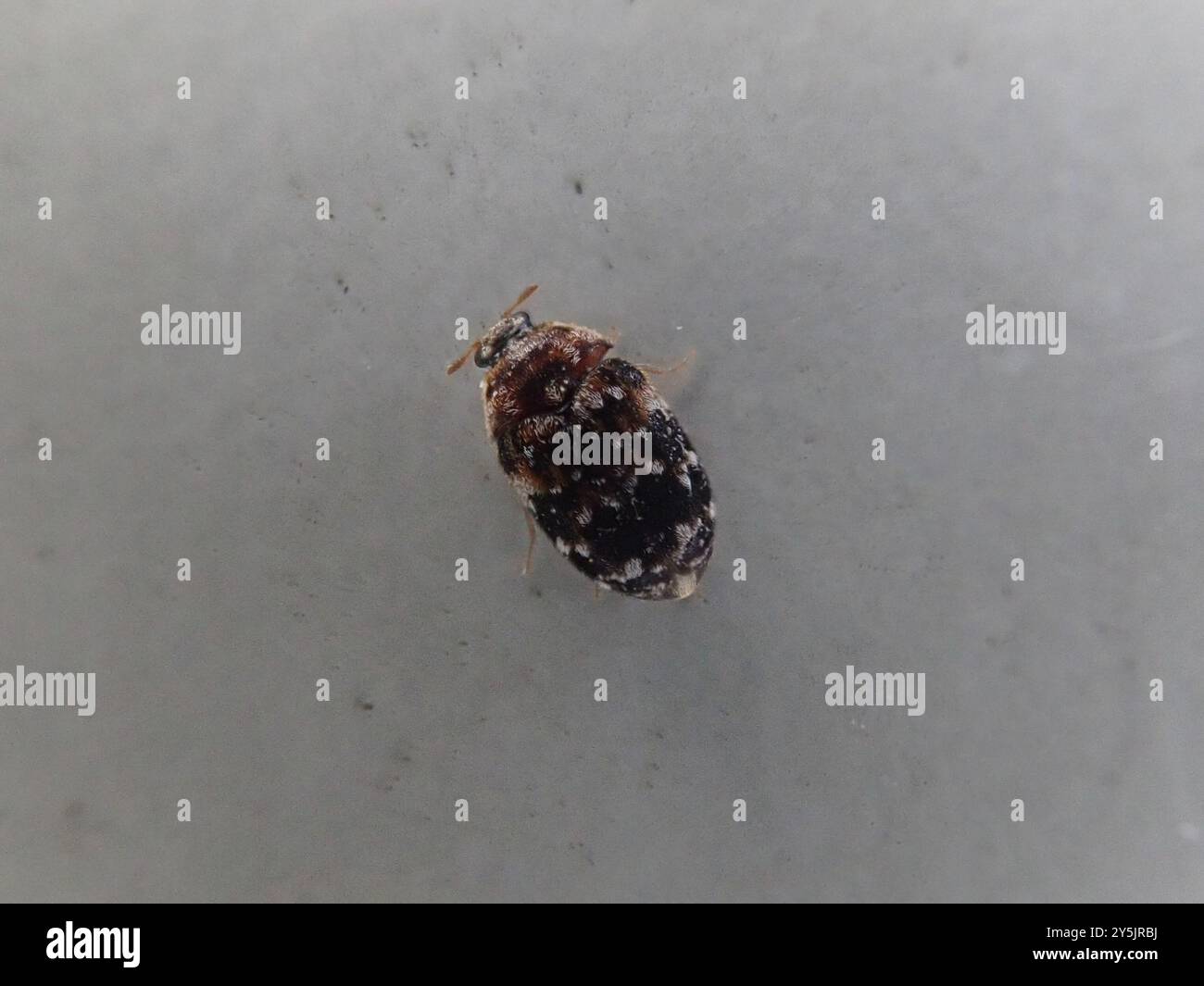 Skin Beetles (Dermestidae) Insecta Stock Photo - Alamy