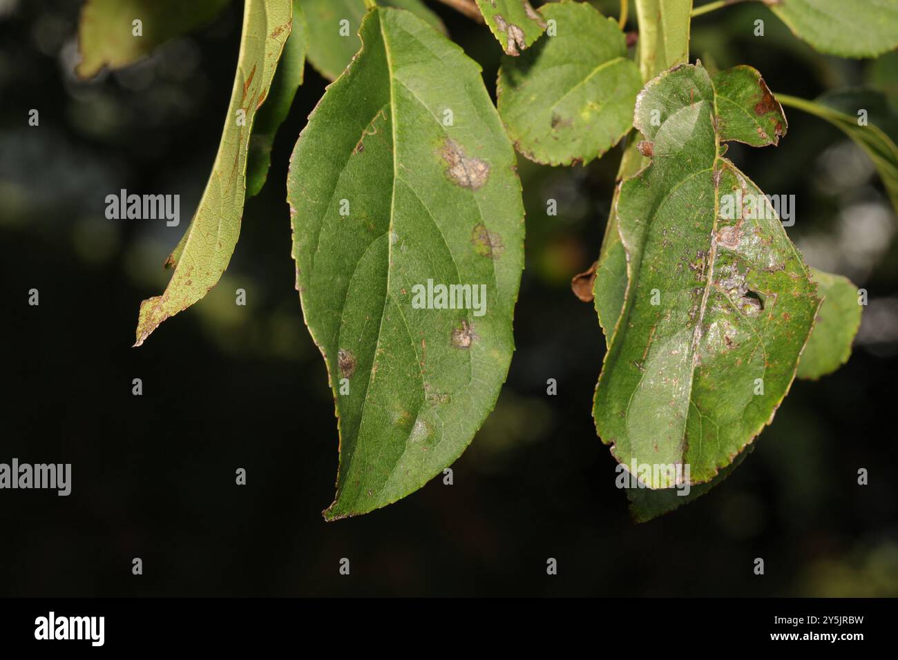 European Wild Apple (Malus sylvestris) Plantae Stock Photo - Alamy