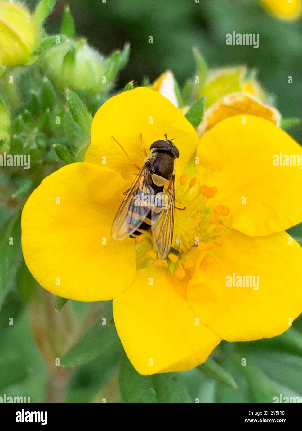Bristleside Flies (Parasyrphus) Insecta Stock Photo - Alamy