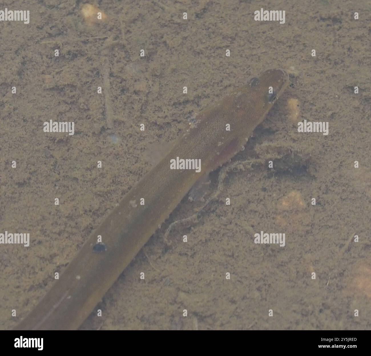 American Eel (Anguilla rostrata) Actinopterygii Stock Photo - Alamy