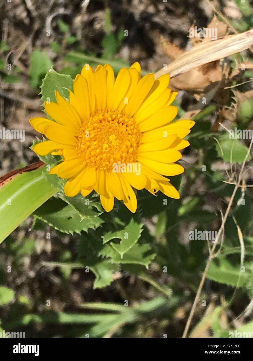 Spanish Gold (Grindelia ciliata) Plantae Stock Photo - Alamy