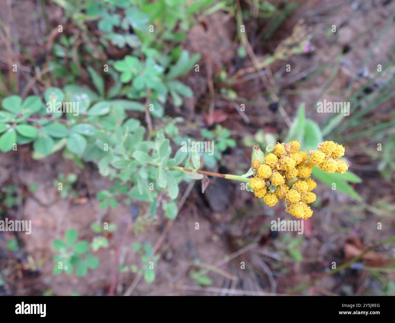 Sweet Yarrow (Achillea ageratum) Plantae Stock Photo - Alamy