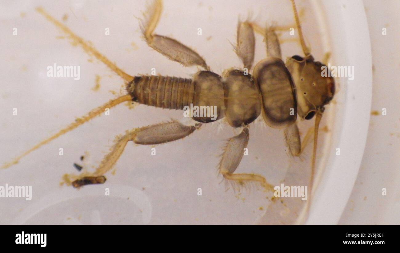 Common Stoneflies (Perlidae) Insecta Stock Photo - Alamy