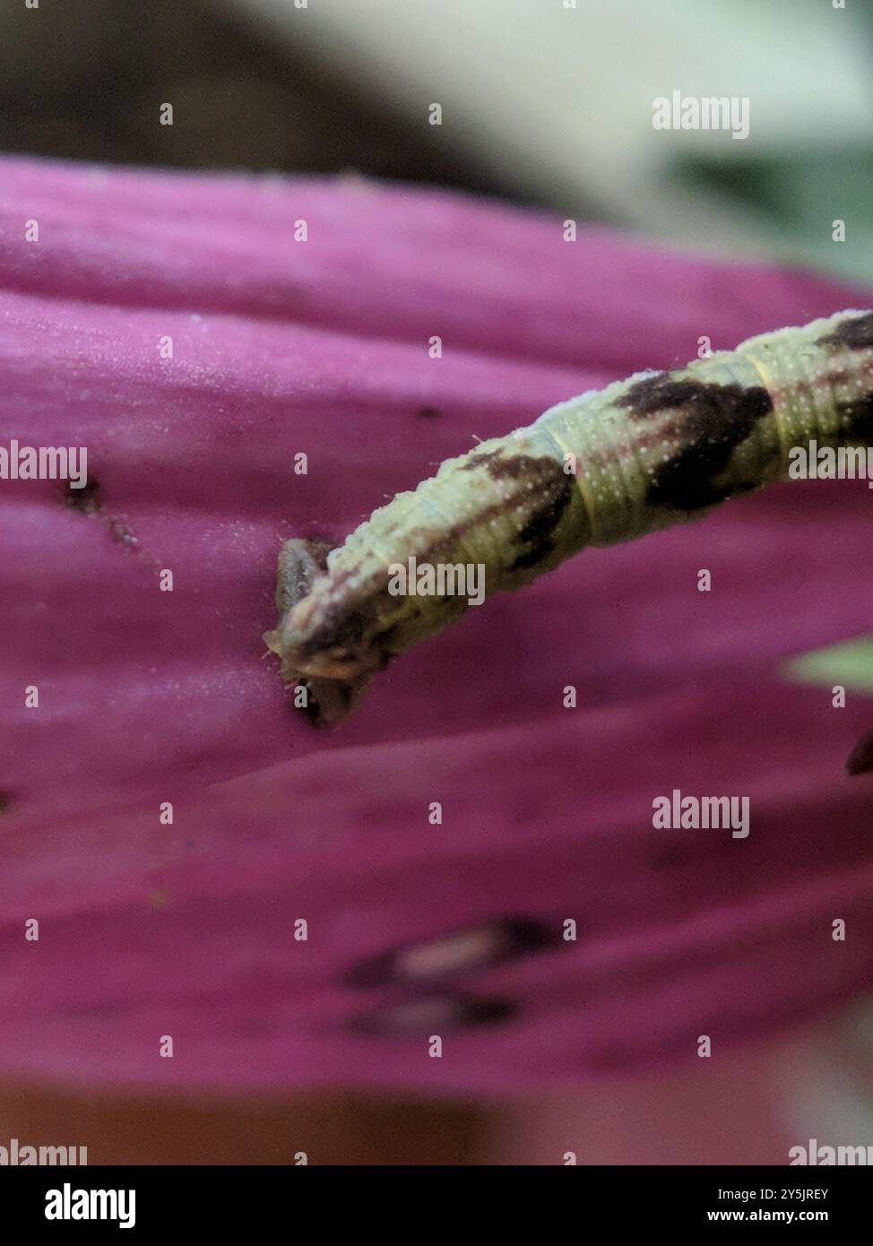 Common Eupithecia Moth (Eupithecia miserulata) Insecta Stock Photo - Alamy