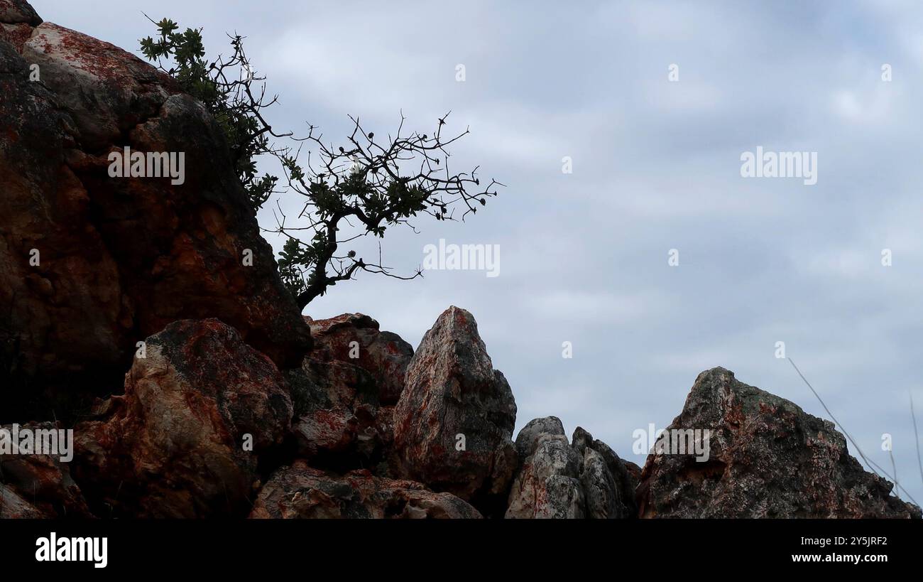 Wagon Tree (Protea nitida) Plantae Stock Photo - Alamy