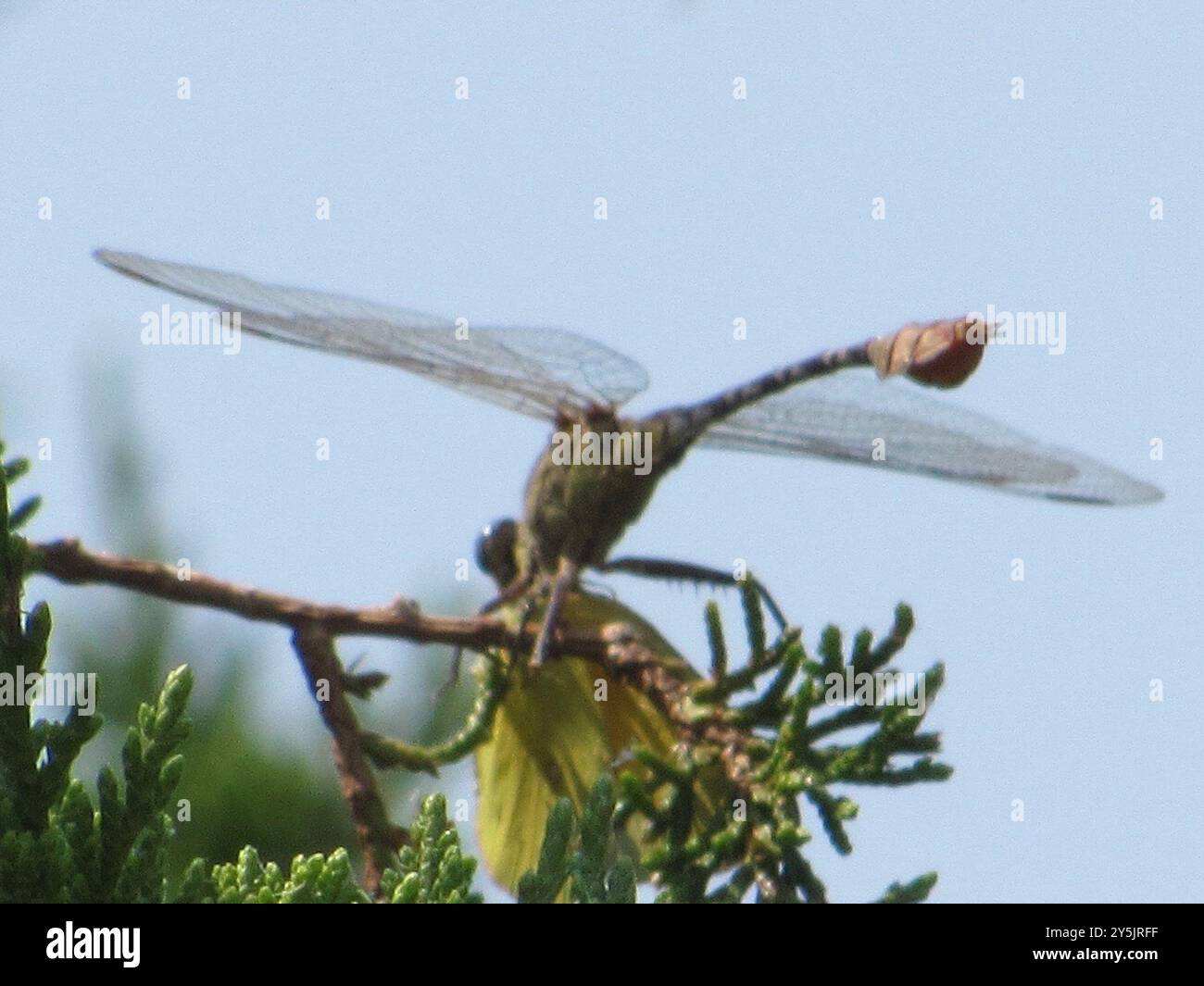 Flag-tailed Spinyleg (Dromogomphus spoliatus) Insecta Stock Photo - Alamy