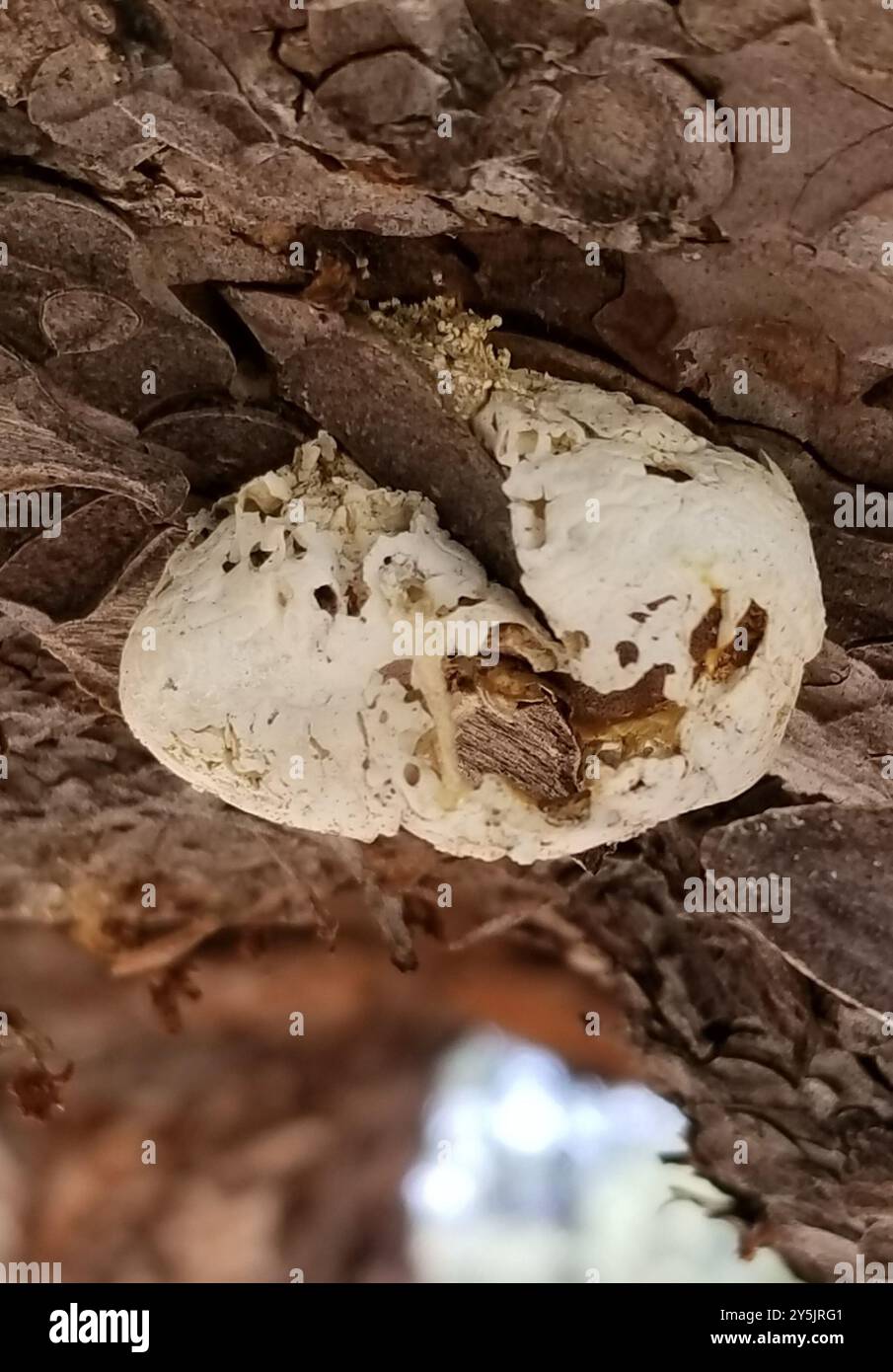 Veiled Polypore (Cryptoporus volvatus) Fungi Stock Photo - Alamy