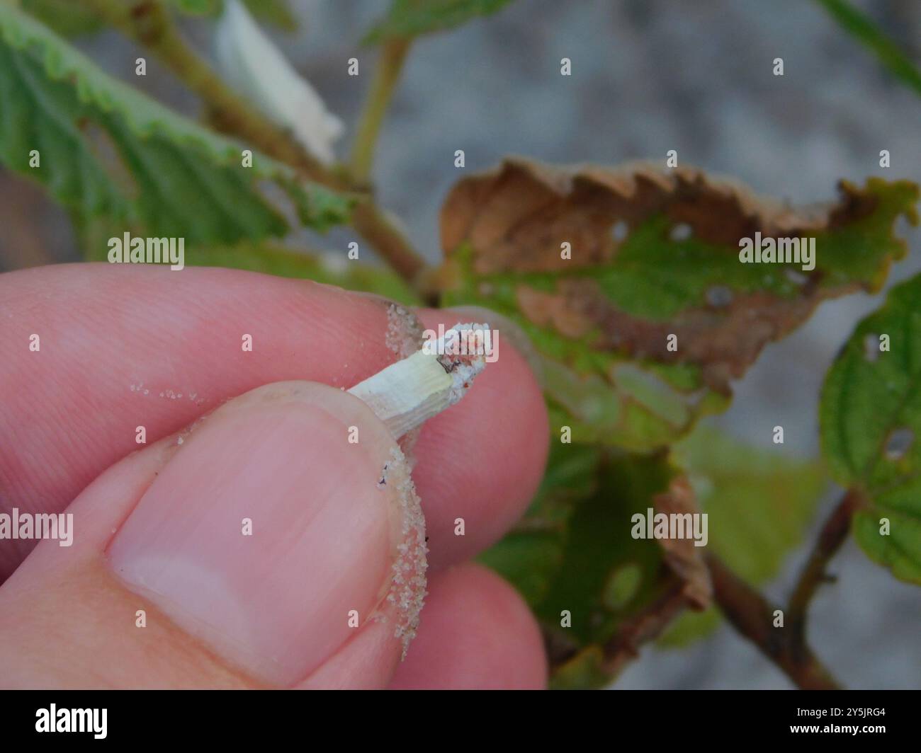 Genista's Giant Scale Insect (Crypticerya genistae) Insecta Stock Photo ...