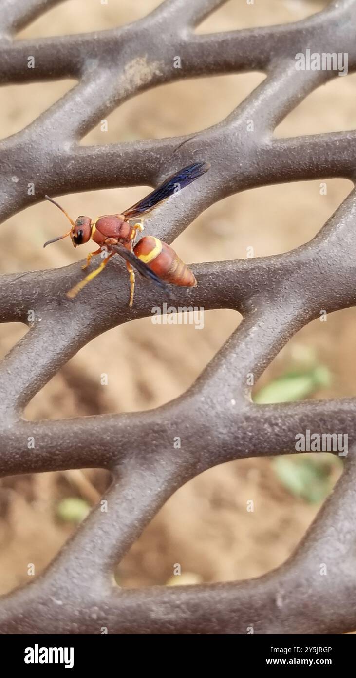 Water-walking wasp (Euodynerus crypticus) Insecta Stock Photo - Alamy