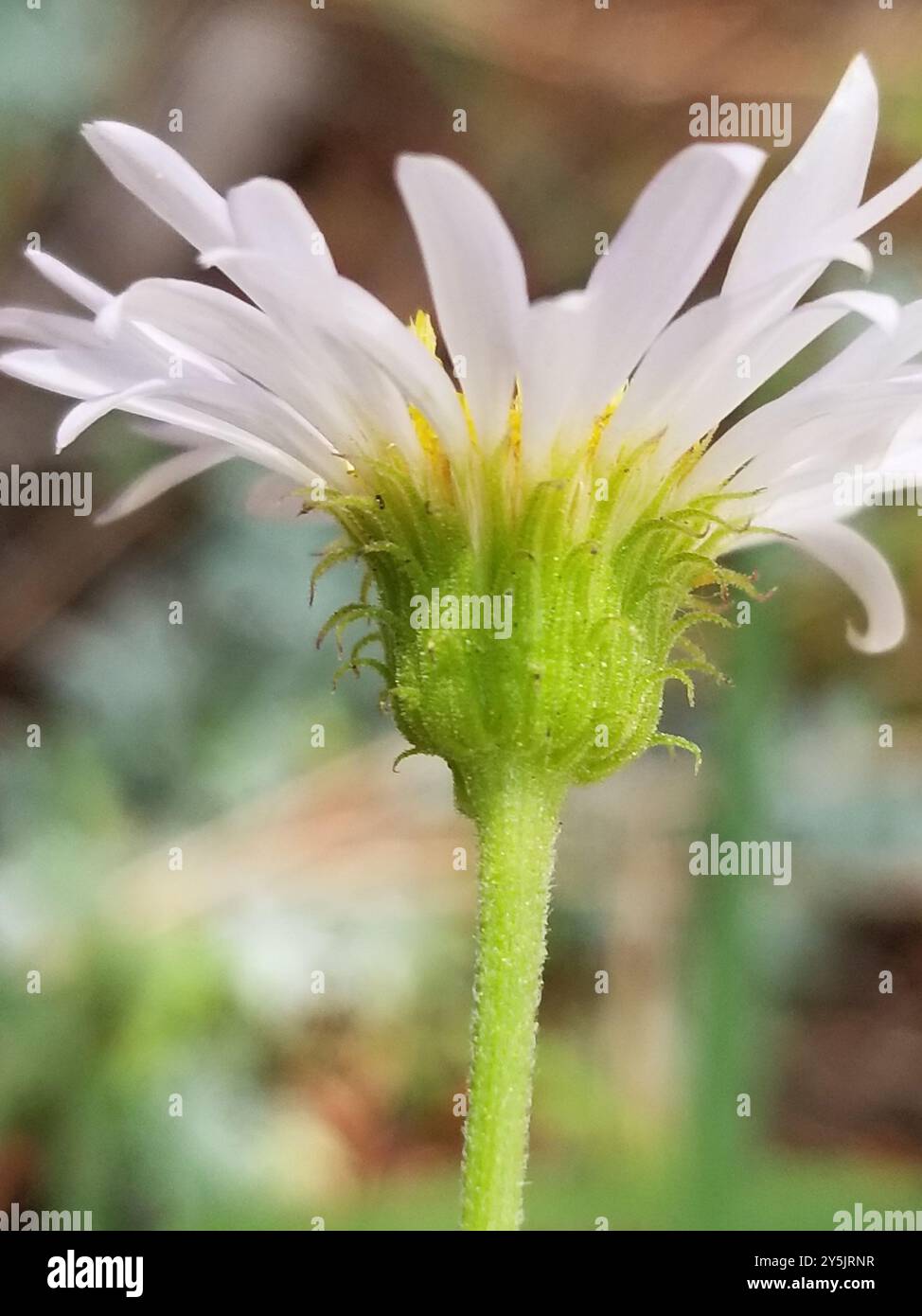 Subalpine Fleabane (Erigeron glacialis) Plantae Stock Photo - Alamy
