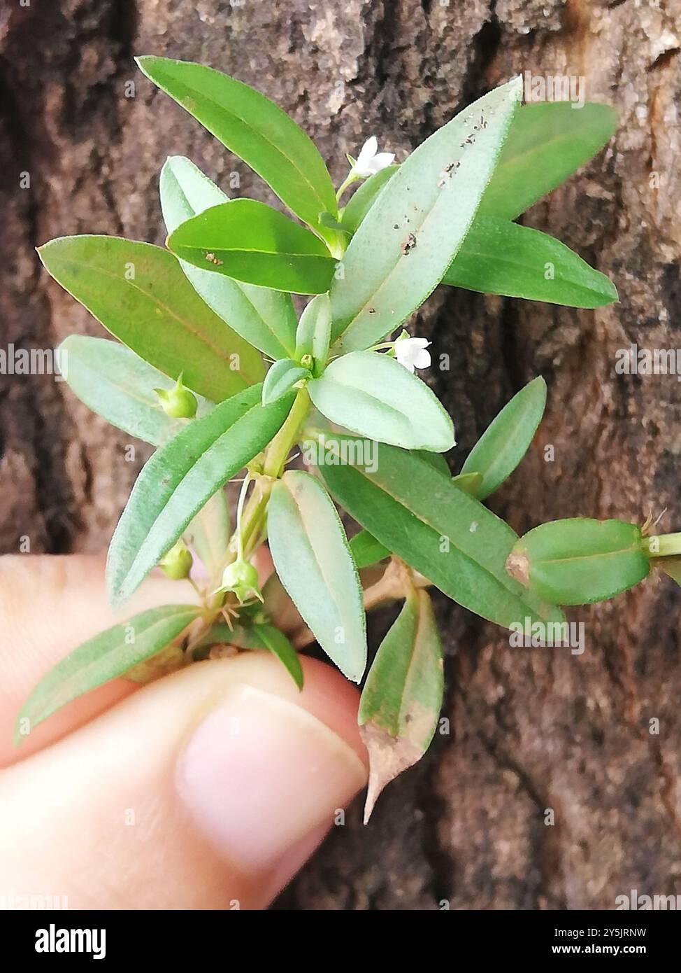 Old World Diamond Flower (Oldenlandia corymbosa) Plantae Stock Photo ...