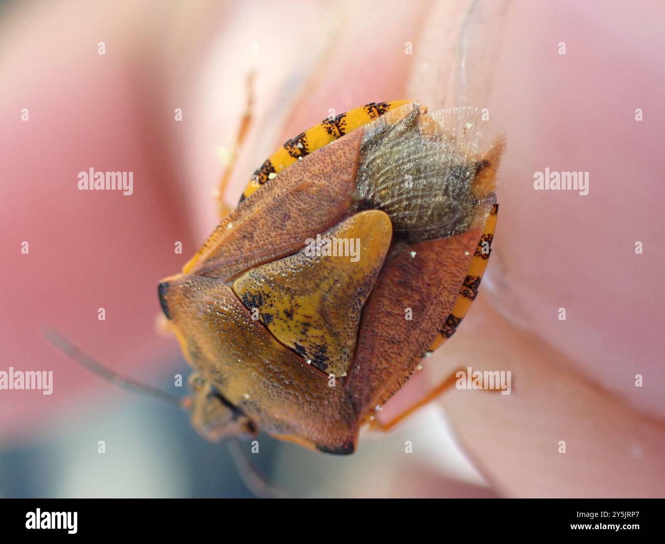 Black-shouldered Shieldbug (Carpocoris purpureipennis) Insecta Stock ...