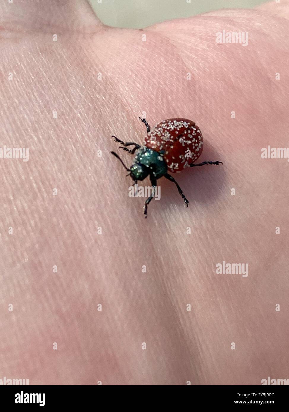 Poplar Leaf Beetle (Chrysomela populi) Insecta Stock Photo - Alamy