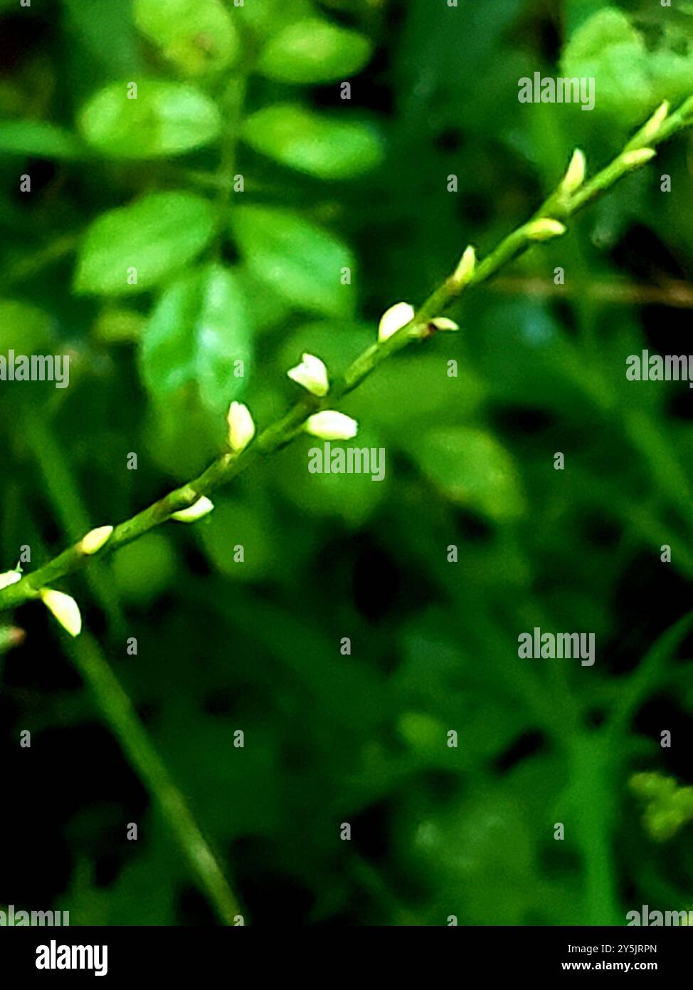 American jumpseed (Persicaria virginiana) Plantae Stock Photo - Alamy