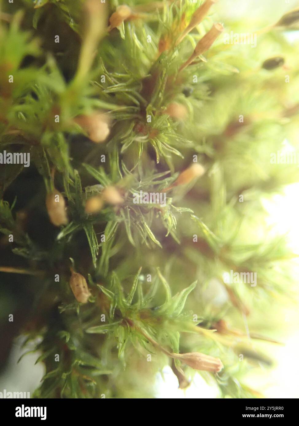 Showy Bristle Moss (Lewinskya speciosa) Plantae Stock Photo - Alamy