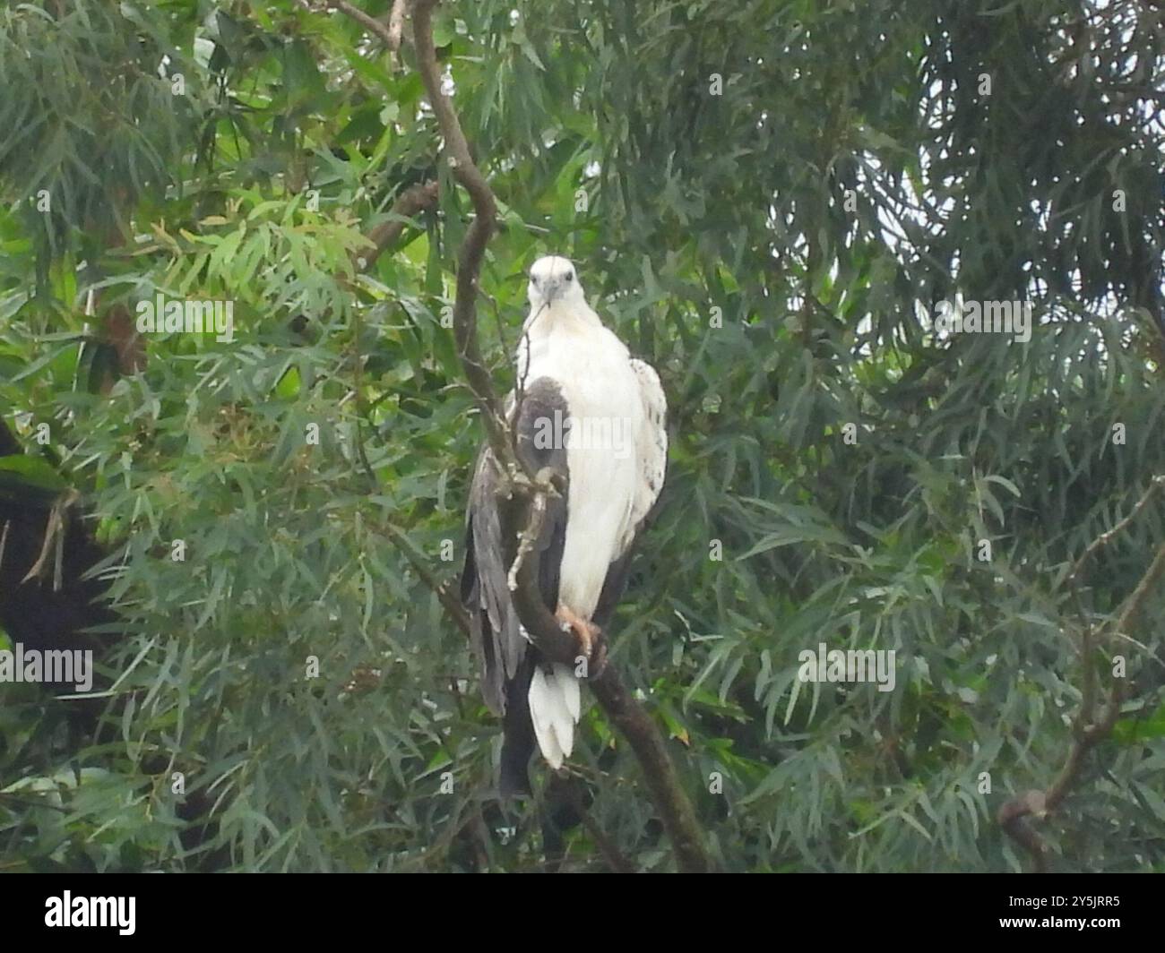 White-bellied Sea-Eagle (Icthyophaga leucogaster) Aves Stock Photo - Alamy