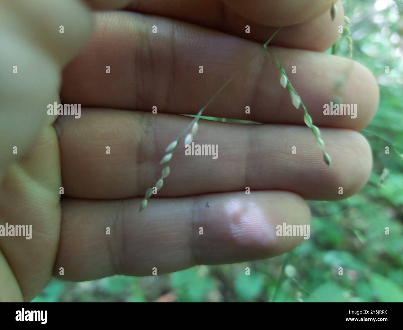 Wood Millet (Milium effusum) Plantae Stock Photo - Alamy